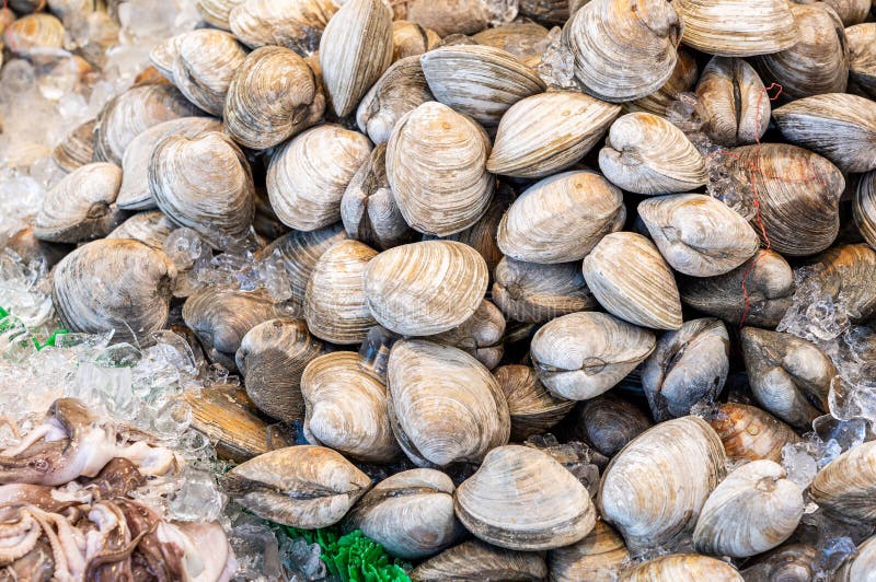 Fresh Shell in the Fish Market Stock Image - Image of group, eating ...