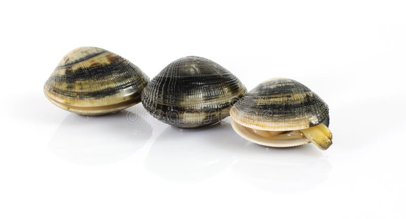 Mangrove Swamp Lokan Clams Isolated Stock Photo - Image of close ...