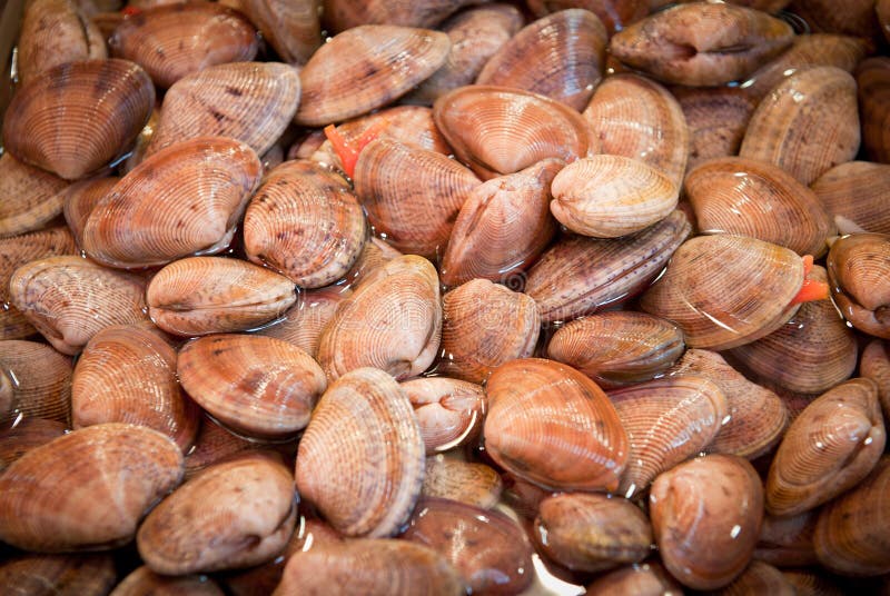 Clams in fish market stock image. Image of heap, abstraction - 101242805