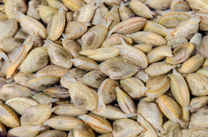 Fresh Clams in market stock photo. Image of fish, hard - 43675452