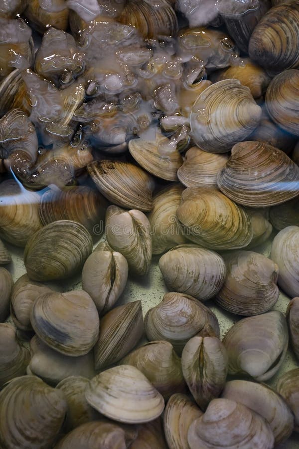 Fresh clams at the market stock photo. Image of cooking - 72315934