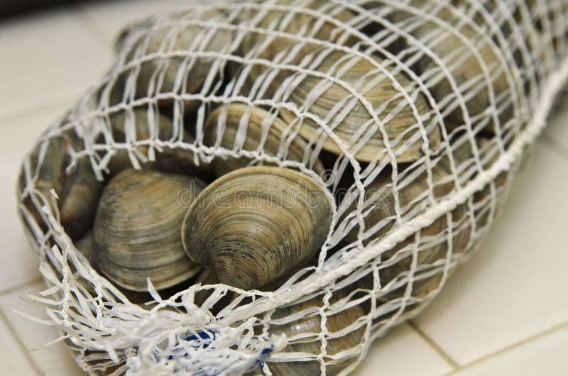 Fresh Clams in Mesh Seafood Bag Stock Image - Image of delicious ...