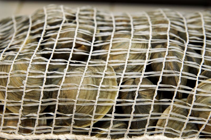 Fresh Clams in Mesh Seafood Bag Stock Image - Image of animal, hard ...