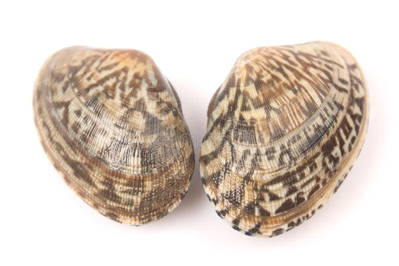 Mangrove Swamp Lokan Clams Isolated Stock Photo - Image of close ...