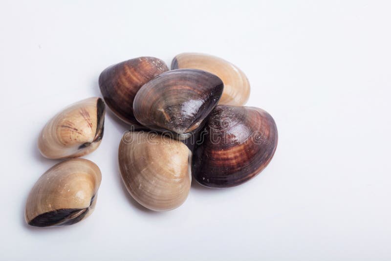 Fresh Clams on White Background Stock Image - Image of meretrix ...