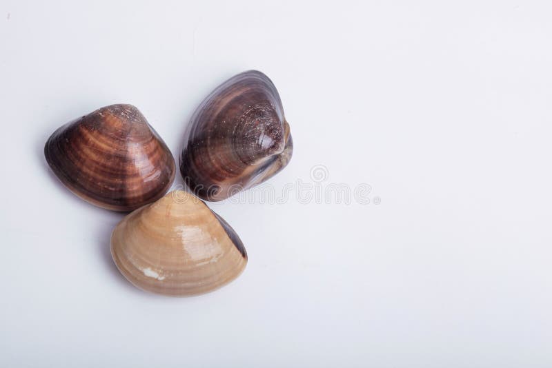 Fresh Clams on White Background Stock Photo - Image of uncooked ...