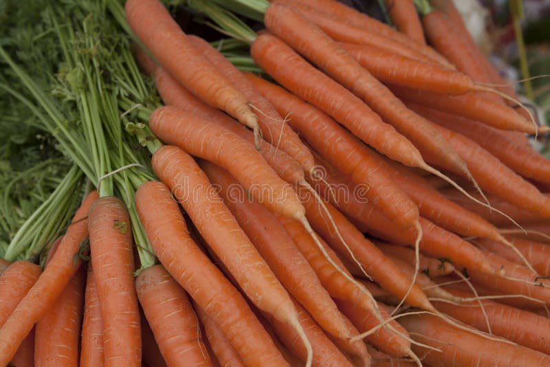 Fresh Clean Carrots with Foliage on the Market Stock Photo - Image of ...