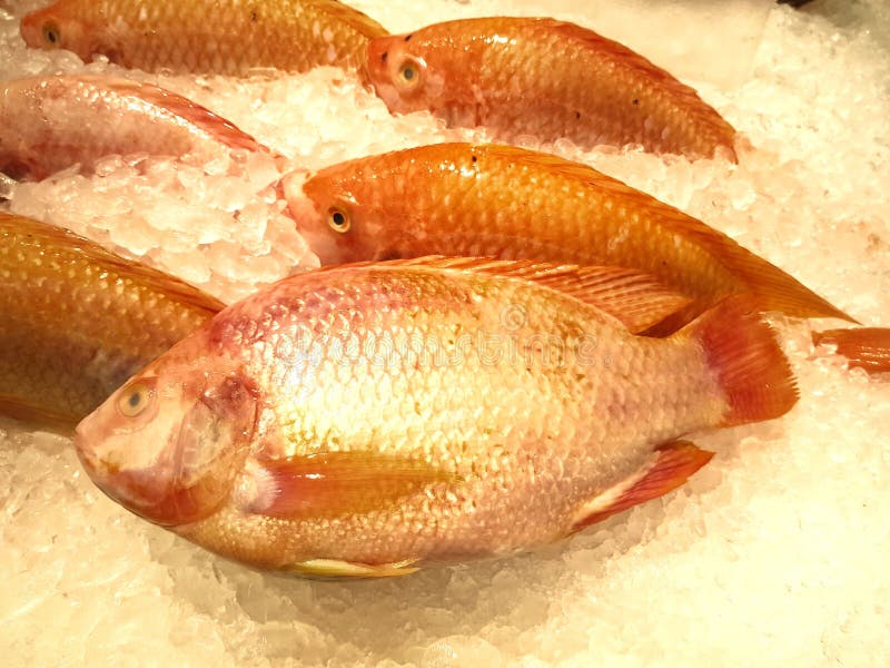 Fresh and Clean Fish are Sold in Supermarkets. Stock Photo - Image of ...