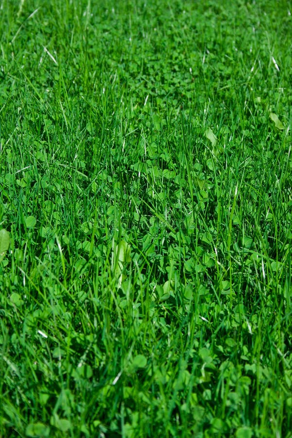 Fresh clean green grass stock photo. Image of colour - 15988716