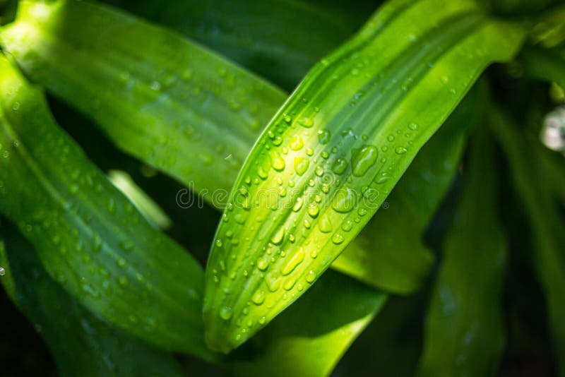 Fresh Clean Green Leaves after Rain Stock Image - Image of beauty ...