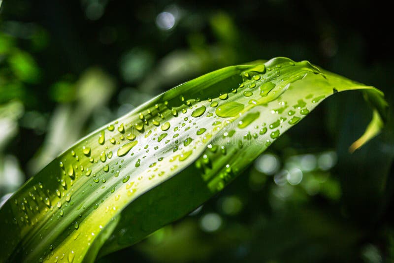 Fresh Clean Green Leaves after Rain Stock Photo - Image of green ...