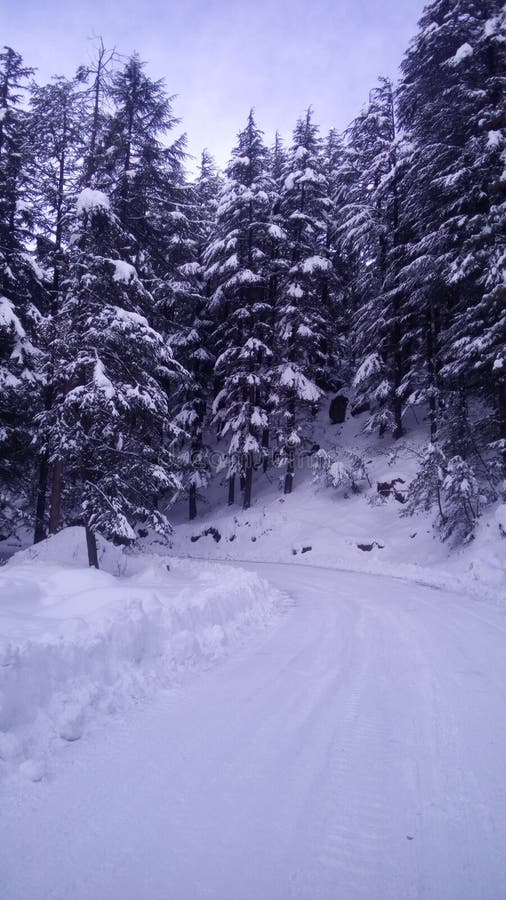 Fresh and Clean Snow in the Himalayan Forest Road Fully Covered by Snow ...