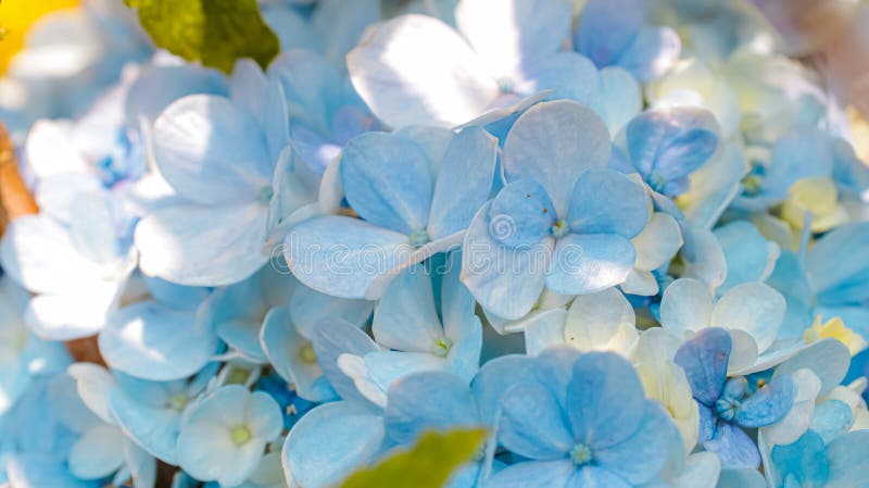 Fresh Close Up Blue Hydrangea Flower with Bright Sunlight Spot Stock ...