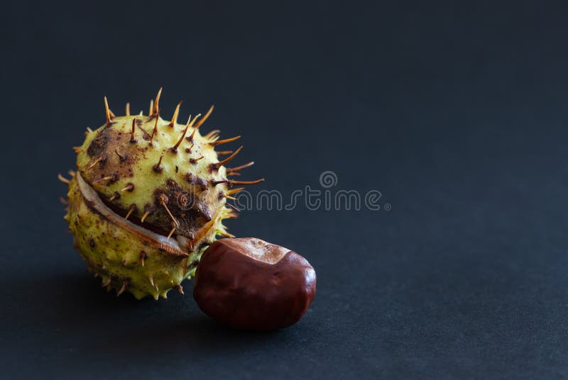 Fresh Close Up Green Spiny Chestnut Just Tree Stock Photos - Free ...