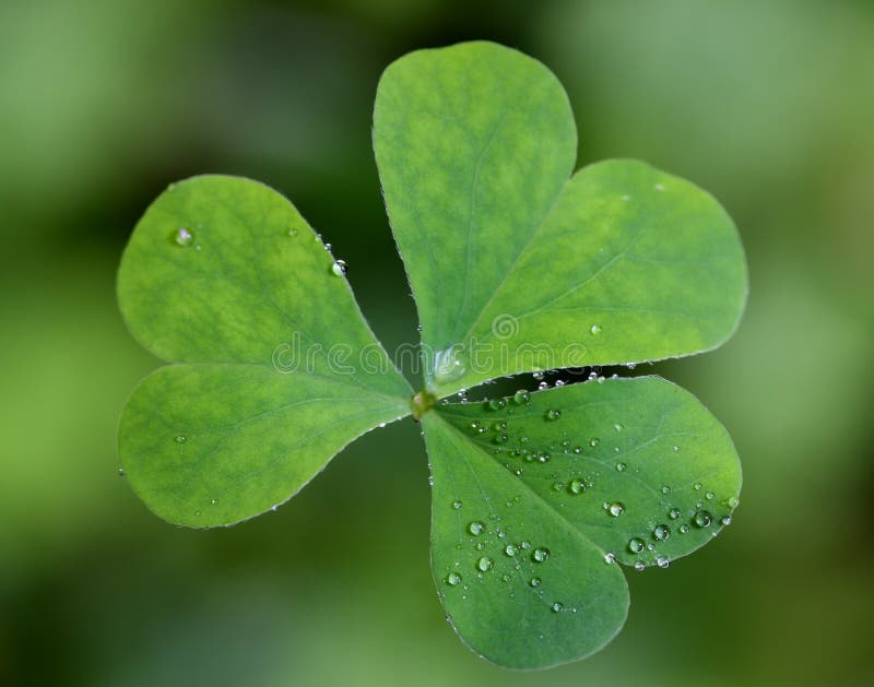 Four leaf clover stock photo. Image of hope, luck, green - 31851322