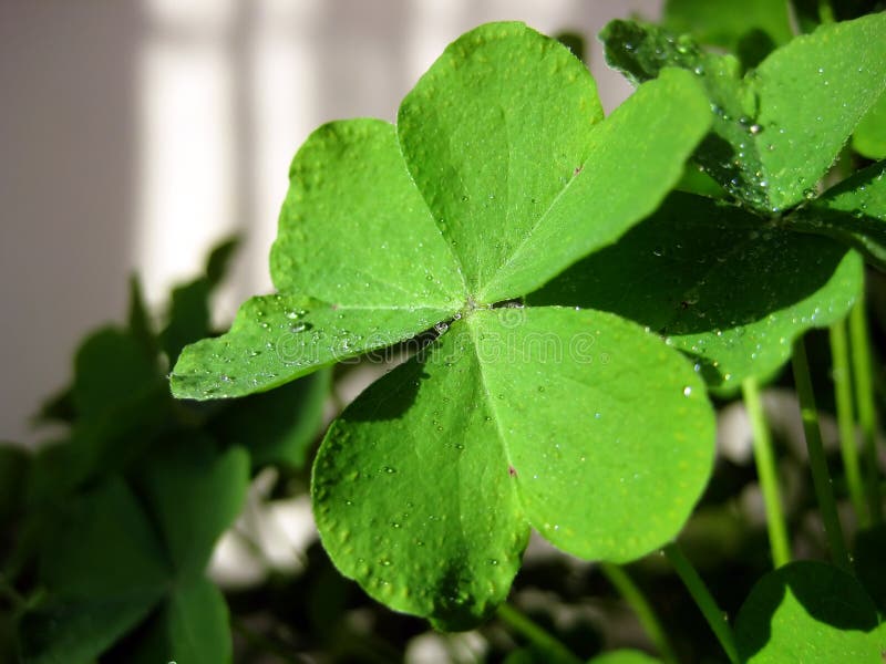 Fresh Clover Picture. Image: 4990558