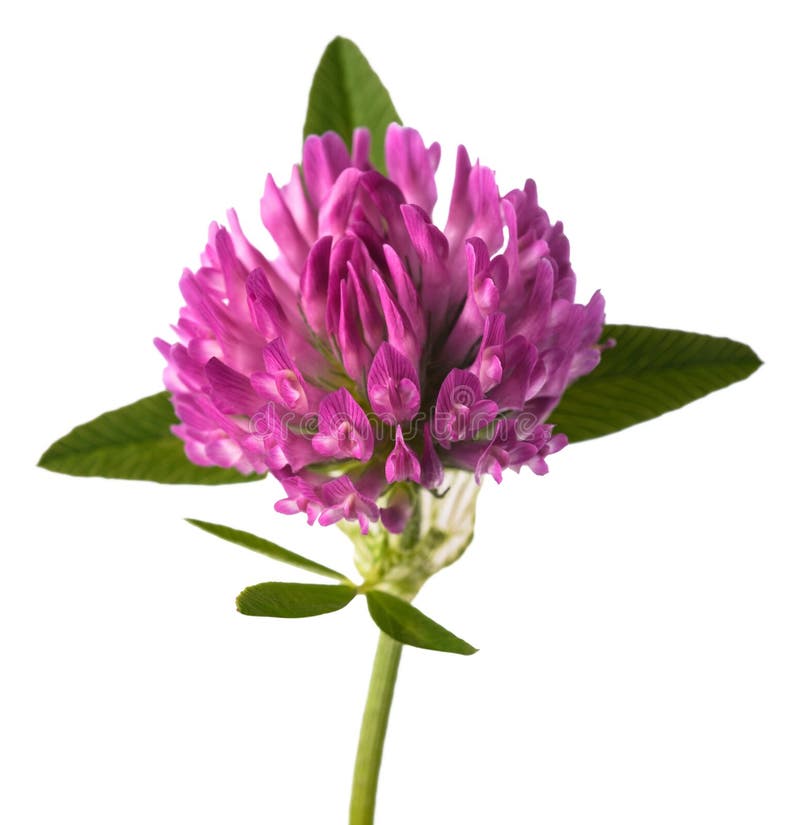 Fresh clover flower stock image. Image of clover, pratense - 337646915