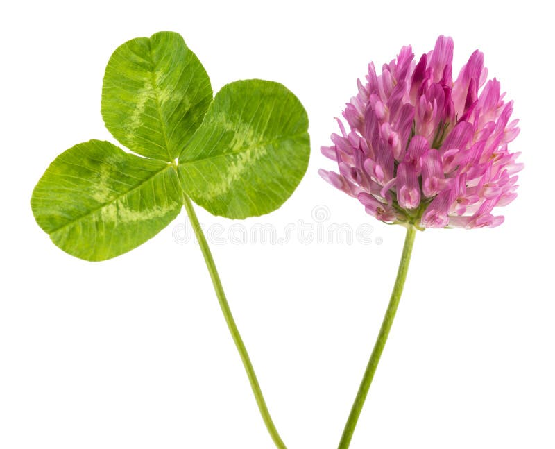 Hop clover stock image. Image of golden, meadow, plant - 309830969