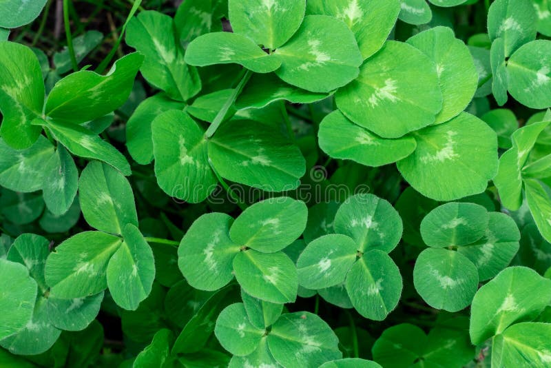 Fresh clovers background stock image. Image of pattern - 218845891