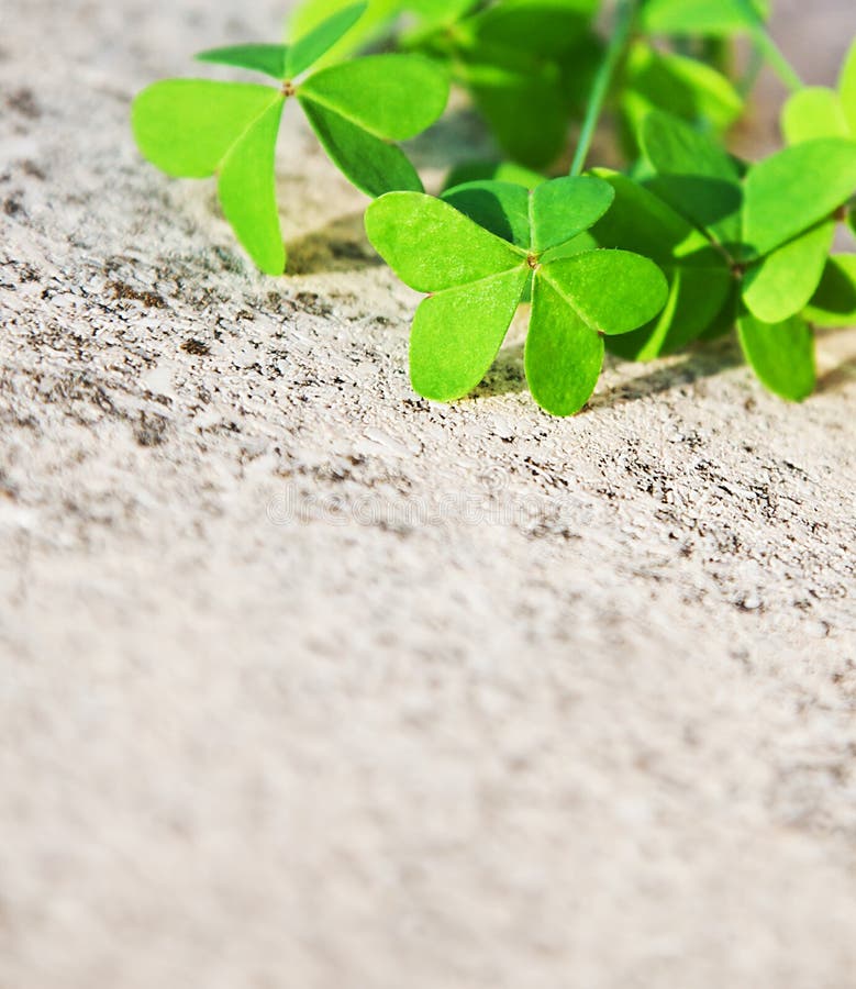 Fresh Clover Leaves Over Stone Background Stock Image - Image of detail ...