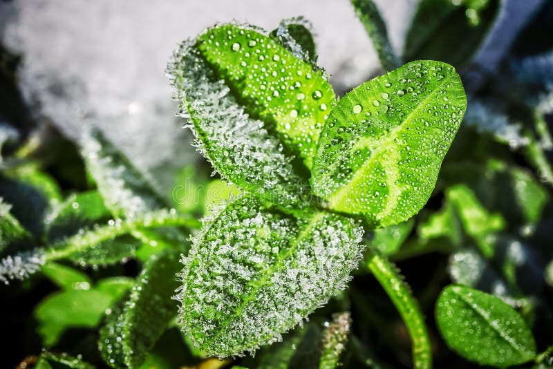 Fresh Clover Sprouts Covered with Ice Stock Image - Image of landscape ...