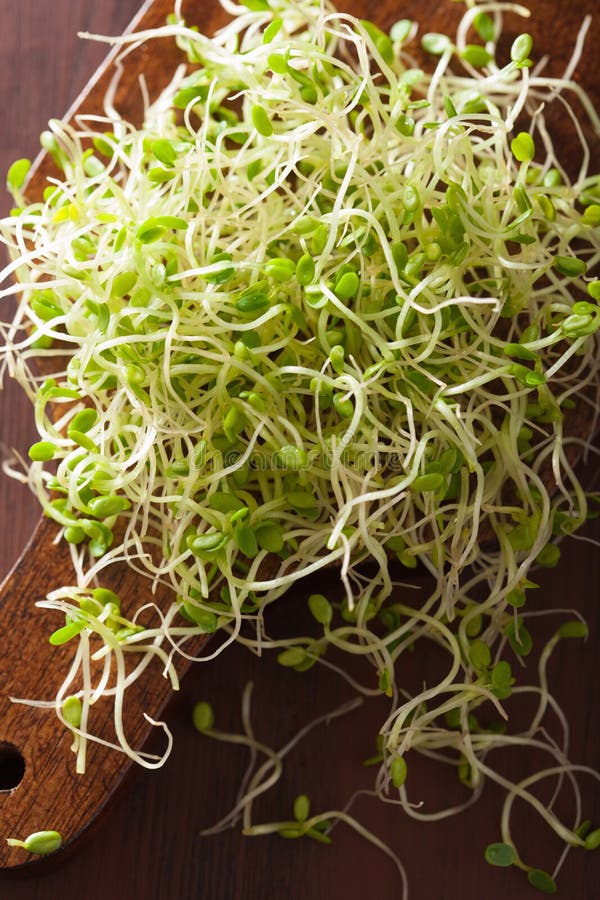 Fresh Clover Sprouts Healthy Food Stock Photo - Image of rustic, fresh ...
