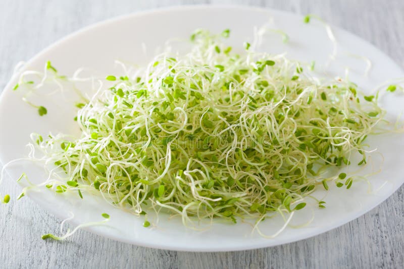 Fresh Clover Sprouts Healthy Food Stock Image - Image of leaf ...