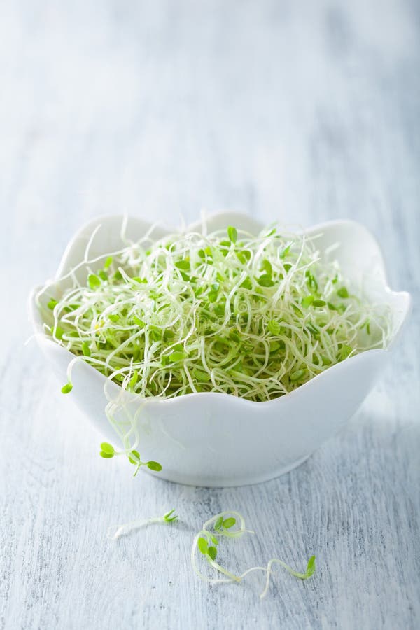 Fresh Clover Sprouts Healthy Food Stock Photo - Image of wholesome ...
