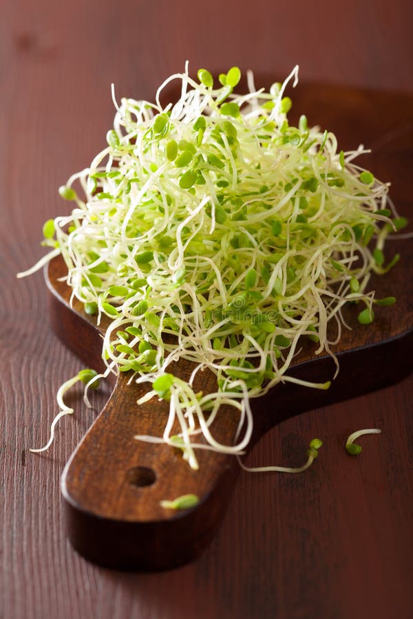 Fresh Clover Sprouts Healthy Food Stock Photo - Image of vegetarian ...