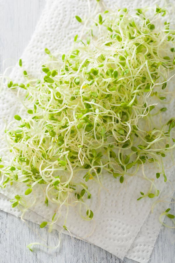 Fresh Clover Sprouts on Paper Towel Stock Image - Image of botanical ...