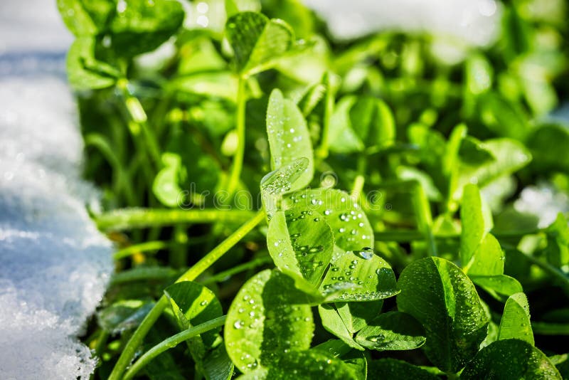 Fresh Clover Sprouts Under the Snow Stock Photo - Image of lawn, leaf ...