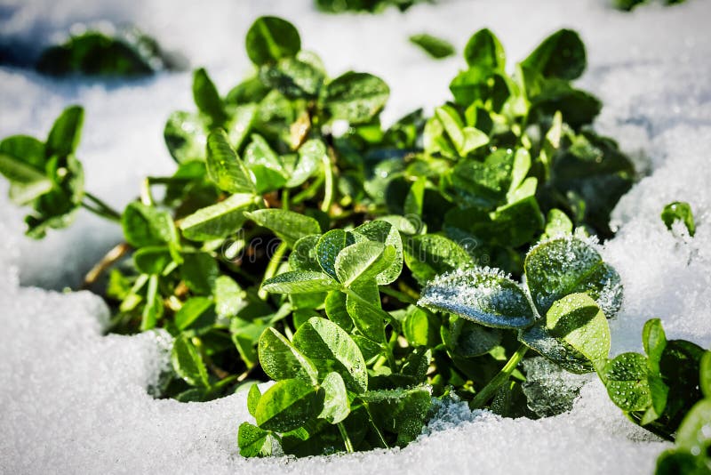 Fresh Clover Sprouts Under the Snow Stock Image - Image of ground ...