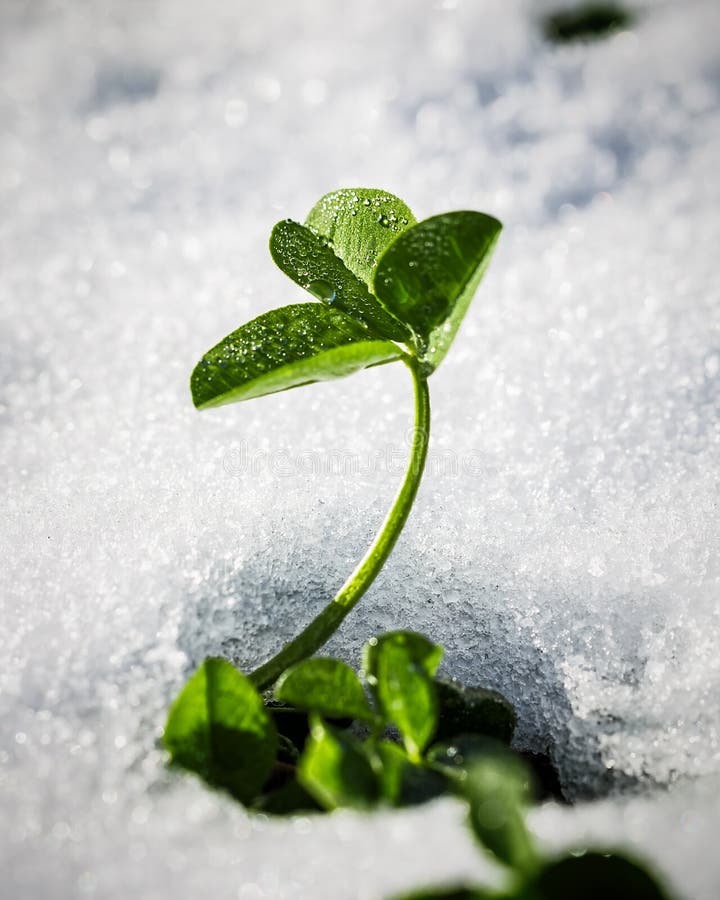 Fresh Clover Sprouts Under the Snow Stock Photo - Image of frosty ...