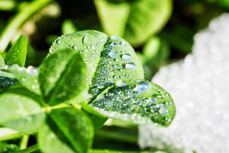 657 Snow Clover Stock Photos - Free & Royalty-Free Stock Photos from ...