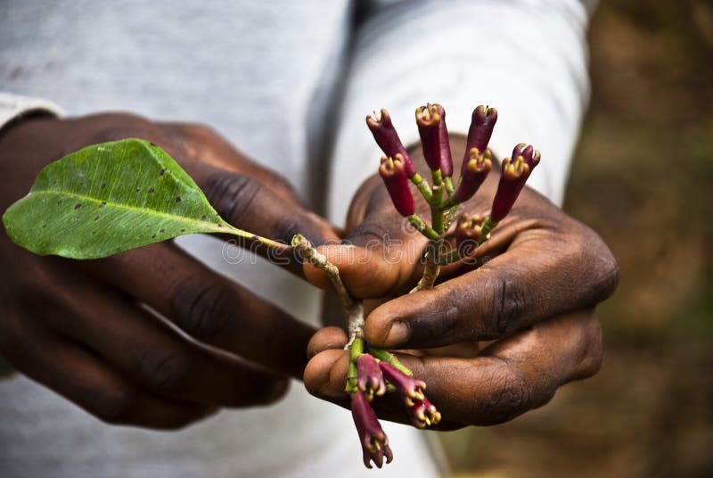 Fresh cloves stock photo. Image of smell, christmas, spice - 11742256