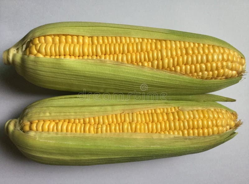Corn. pair of cobs. stock image. Image of fully, agriculture - 121341233