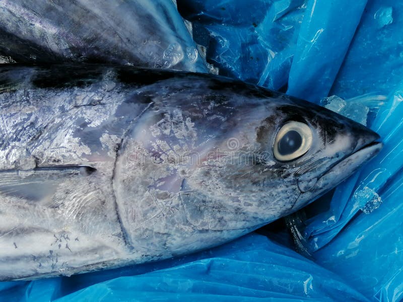 Fresh Cob Fish Fishing Results Stock Image - Image of fishing, fish ...