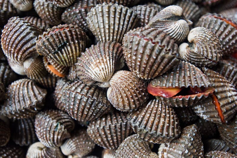 Fresh Cockle stock photo. Image of fresh, shells, tasty - 12175986