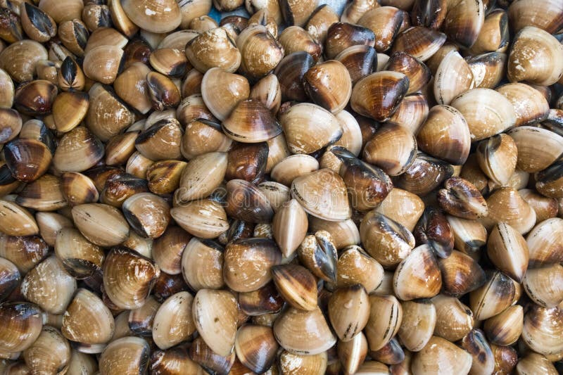 Fresh Cockle stock image. Image of healthy, catch, seashell - 12176189