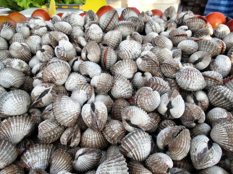 Fresh cockle stock photo. Image of nature, fish, natural - 36708066