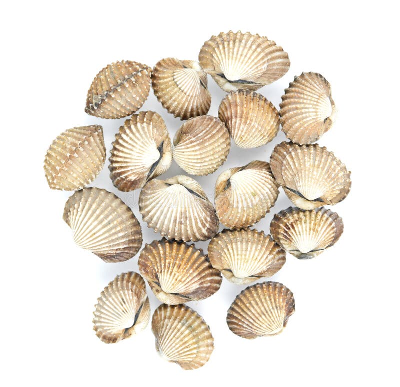 Fresh cockle stock photo. Image of aquatic, fresh, cook - 58122540