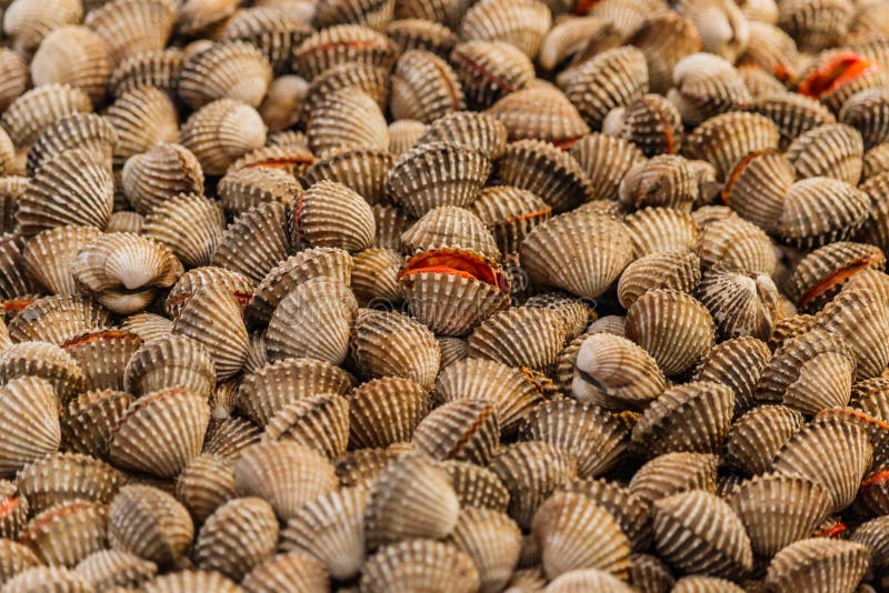Fresh Cockle. stock photo. Image of shellfish, food, fresh - 86521430