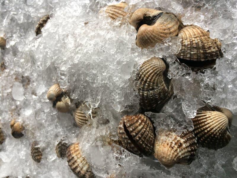 Cockle Shell with Ice is on Market Stock Image - Image of shell ...