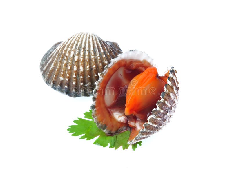 Fresh Cockles Isolated on White Background Stock Photo - Image of ...