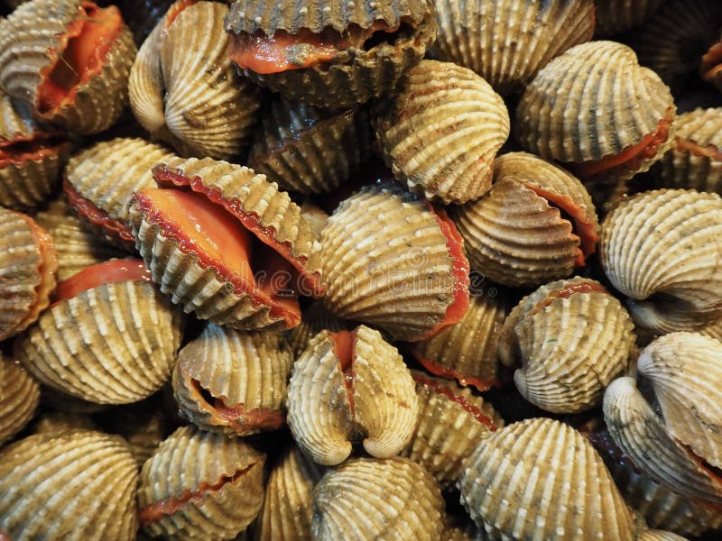 Fresh cockles stock image. Image of common, ocean, fresh - 67682165