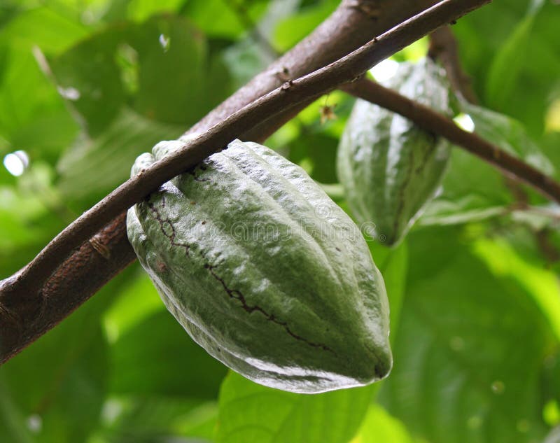 Cocoa Bean and Leaf stock image. Image of peel, cooking - 23998319