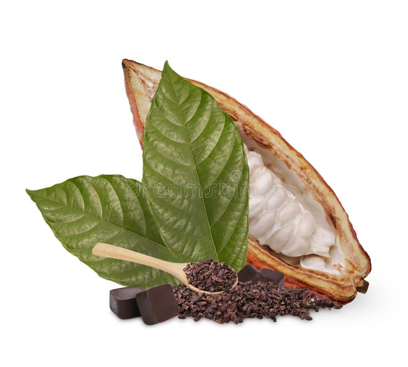 Fresh Cocoa Bean is Processed into Chocolate Bars or Concentrated Cocoa ...