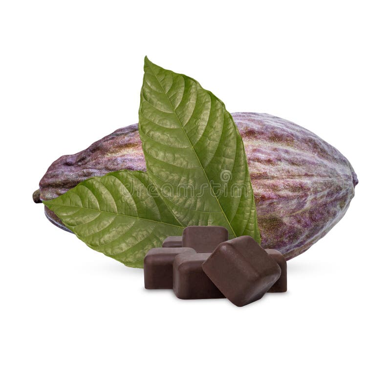 Fresh Cocoa Bean is Processed into Chocolate Bars or Concentrated Cocoa ...