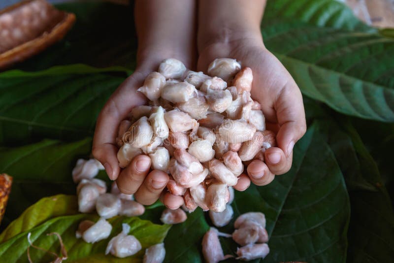Fresh cocoa beans in hand stock photo. Image of fruit - 210975990