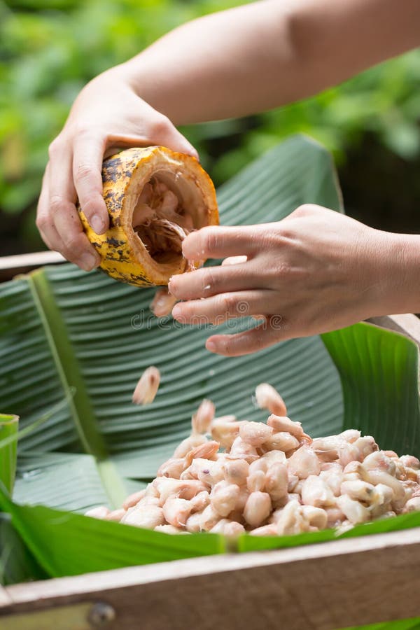 Fresh Cocoa Beans in the Hand of a Farmer Stock Image - Image of white ...